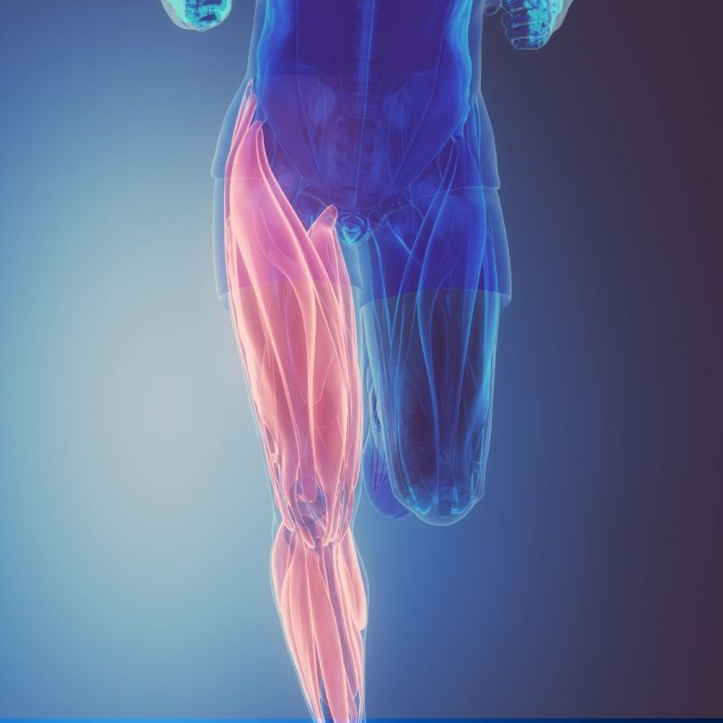 Upper Leg Injuries In Runners Perea Clinic upper-leg-injuries-in-runners-perea-clinic